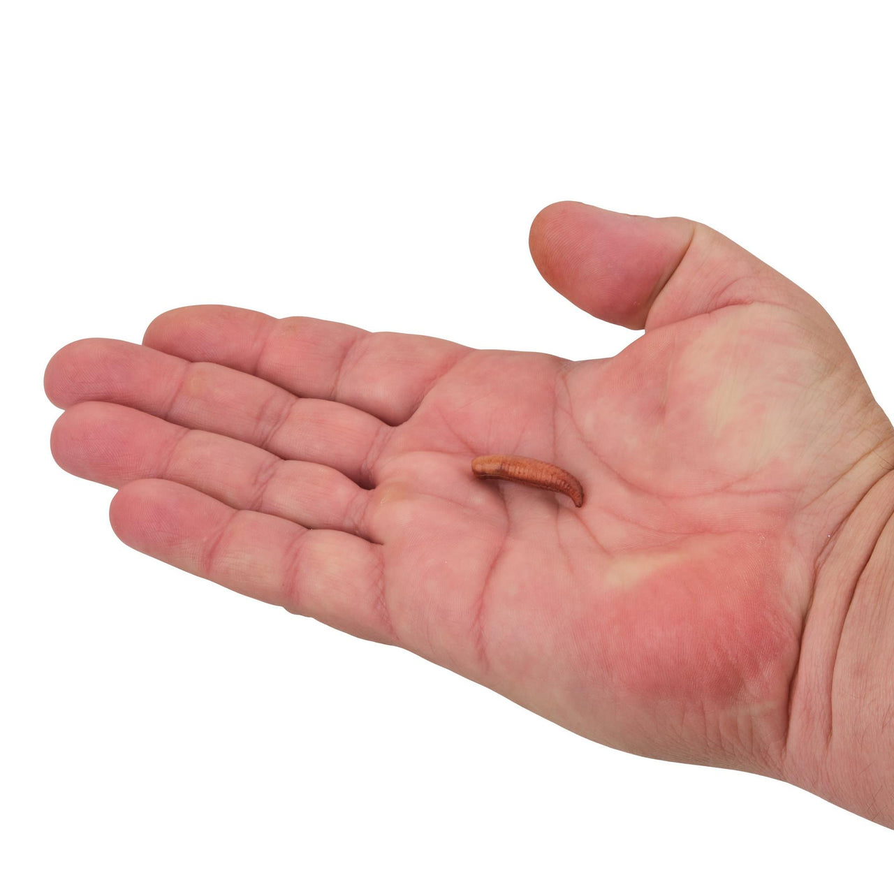 Gulp!® Floating Pinched Crawler | Berkley Fishing®