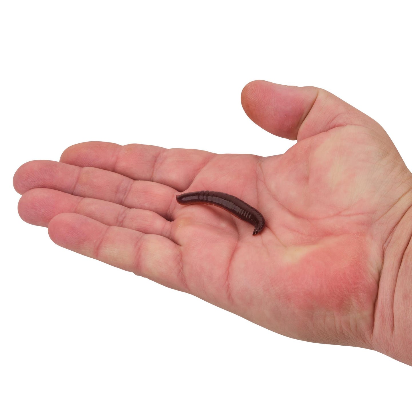 Gulp!® Pinched Crawler | Berkley Fishing®