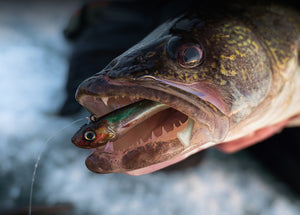 Berkley® US | Fishing Gear - Line, Bait, Tackle and Equipment